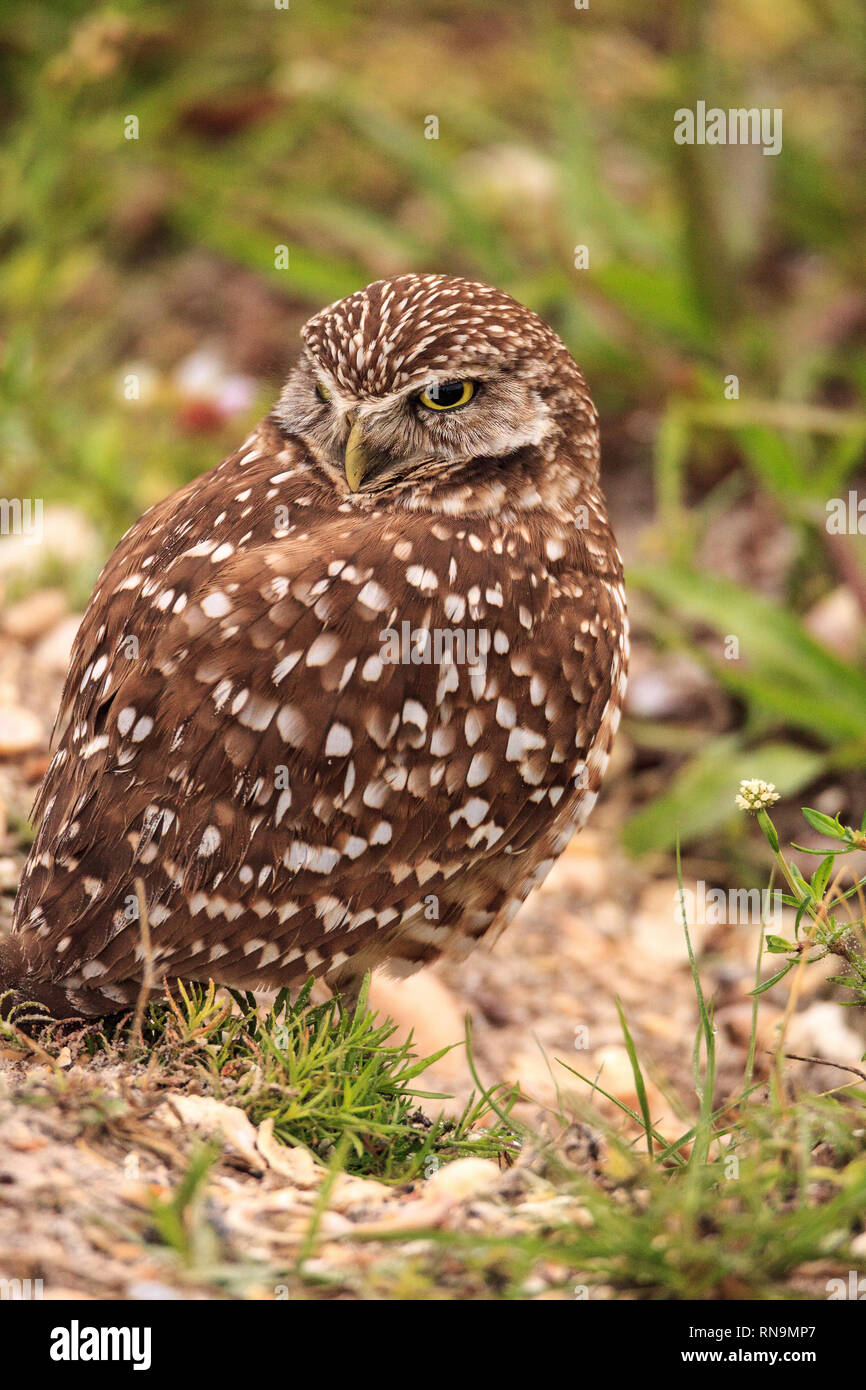 Adult Burrowing owl Athene cunicularia perched outside its burrow on ...