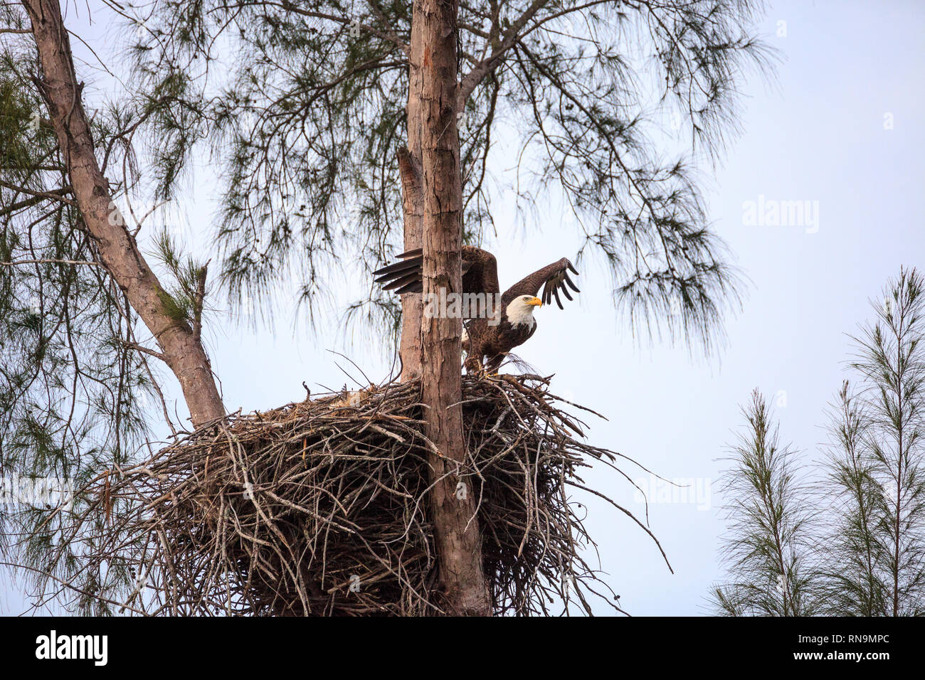 Flying Adult bald eagle Haliaeetus leucocephalus flies near his nest on ...