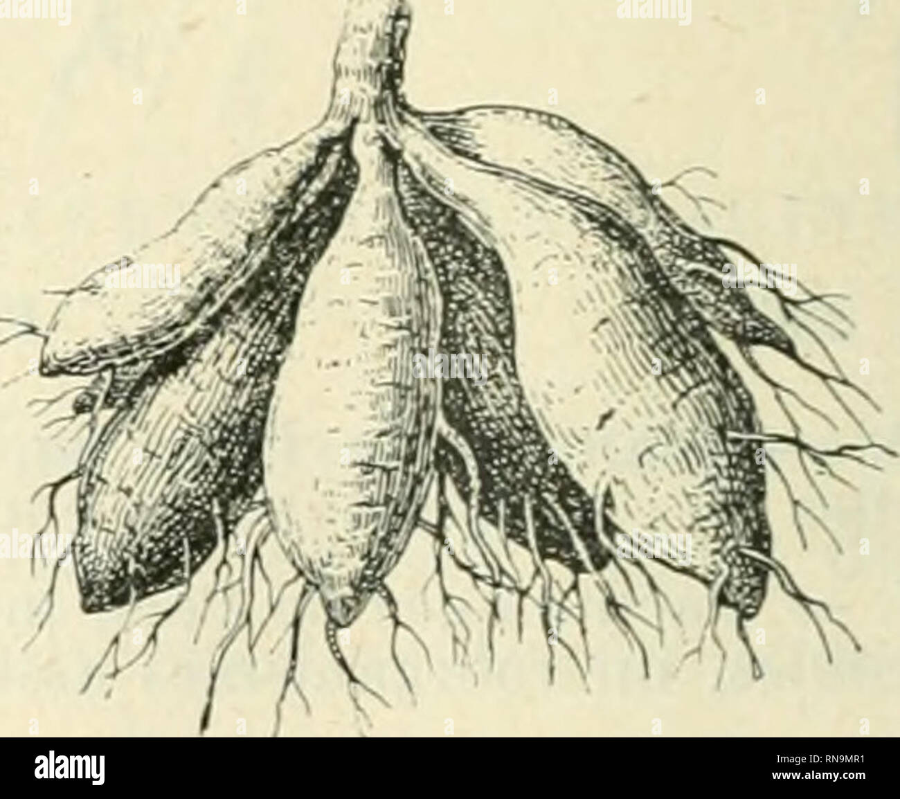 Tige ligneuse hi-res stock photography and images - Alamy