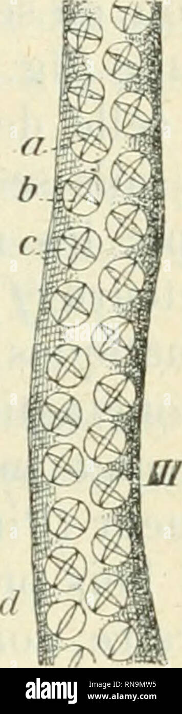 Anatomie du bois hi-res stock photography and images - Alamy