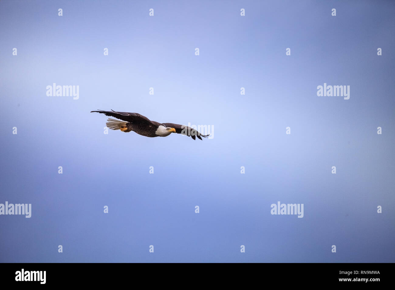 Flying Adult bald eagle Haliaeetus leucocephalus flies near his nest on ...