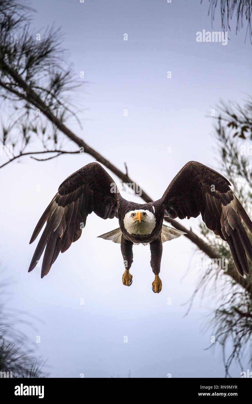 Flying Adult bald eagle Haliaeetus leucocephalus flies near his nest on ...