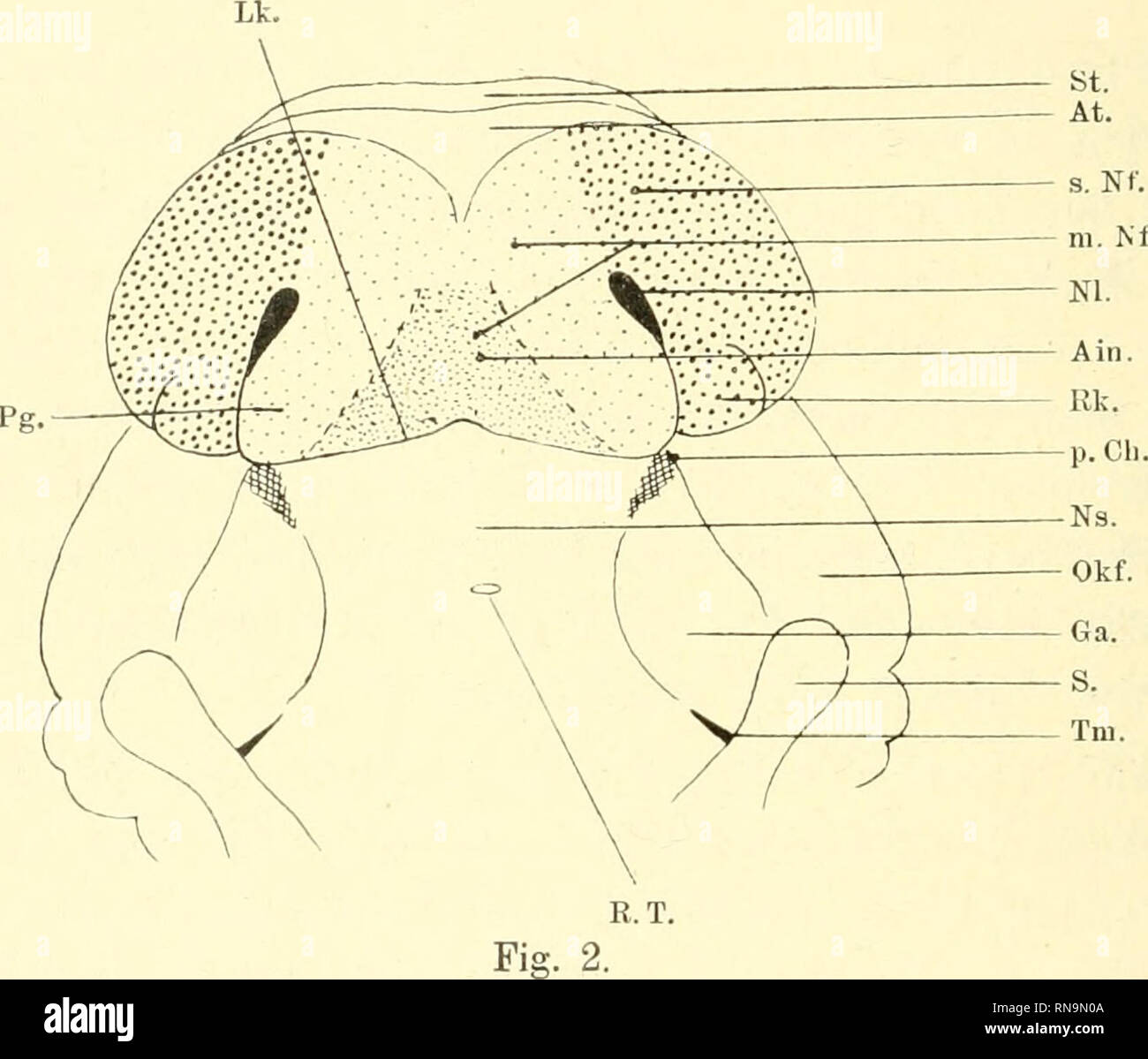 . Anatomische Hefte. Fig. 1.. Figg. 1 und 2. Vordergesicht nebst dem ...