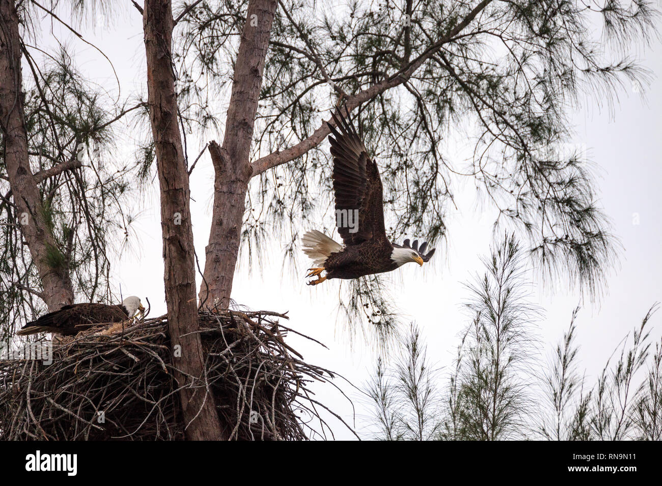 Flying Adult bald eagle Haliaeetus leucocephalus flies near his nest on ...