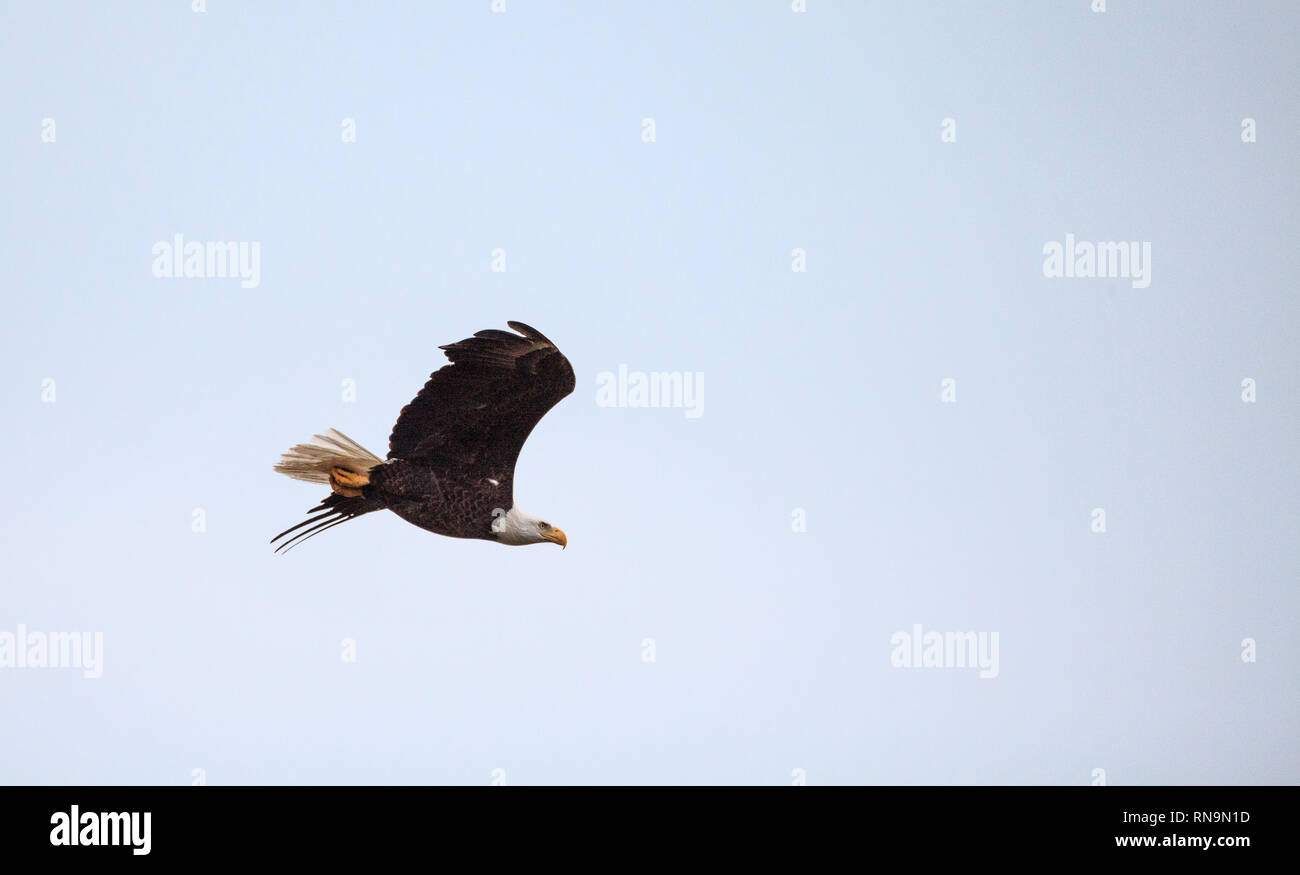 Flying Adult bald eagle Haliaeetus leucocephalus flies near his nest on ...