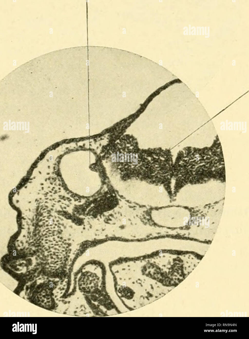 Utriculi hi-res stock photography and images - Alamy