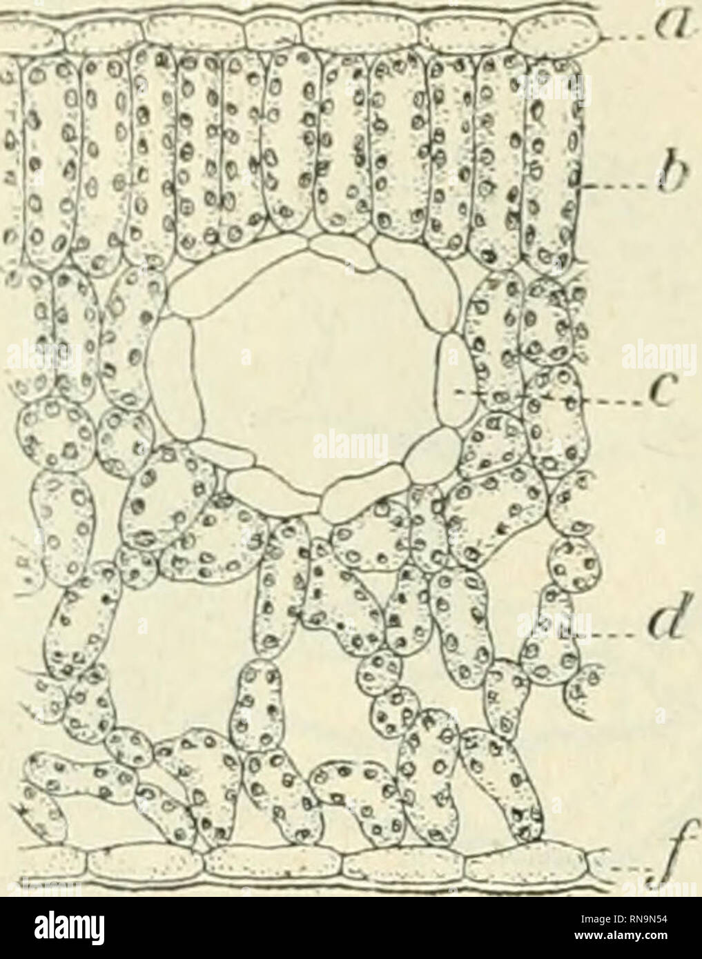 Ms anatomie hi-res stock photography and images - Alamy