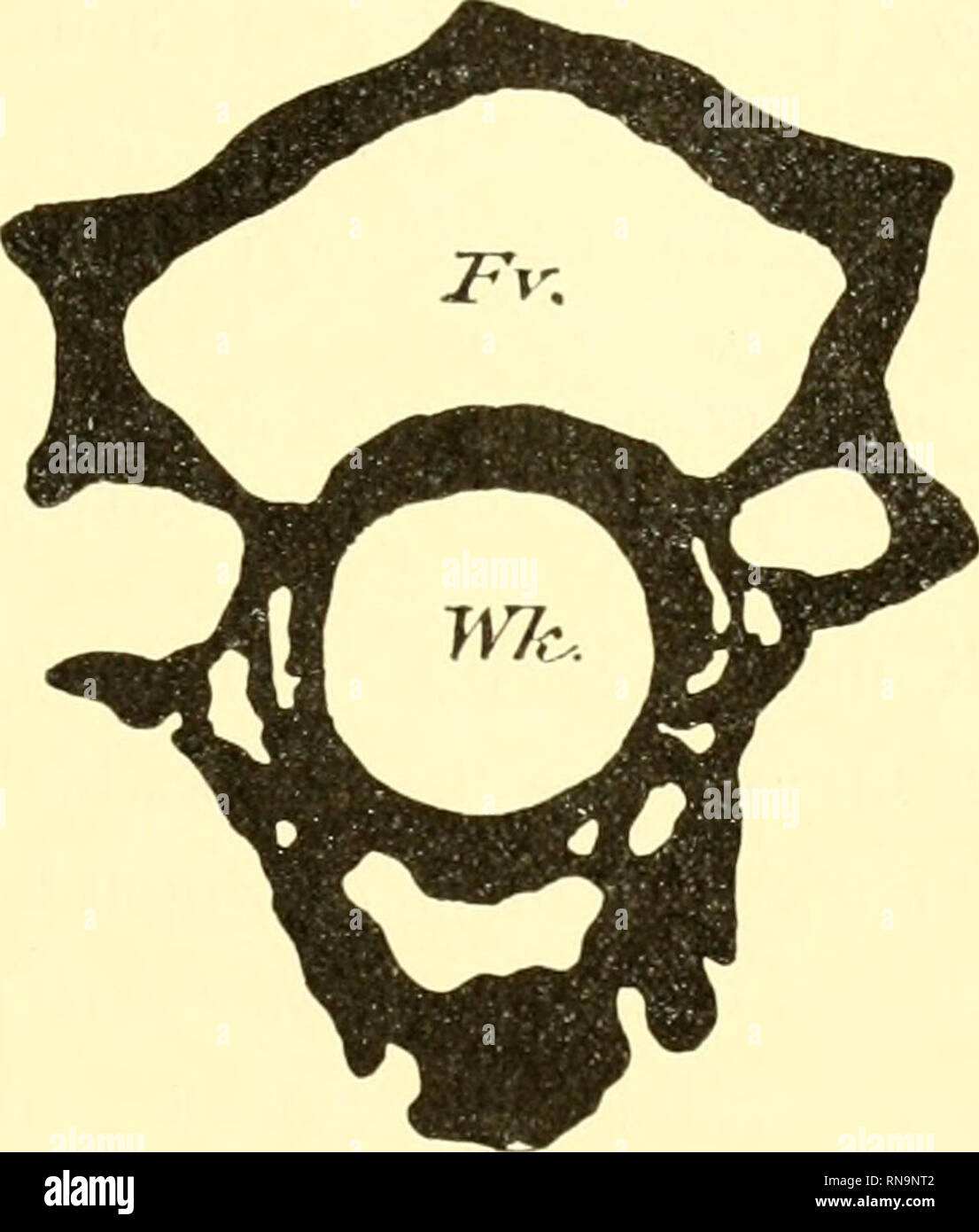 Transversale abschnitt hi-res stock photography and images - Alamy