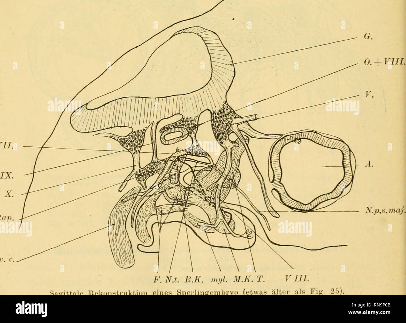 Cucullaris High Resolution Stock Photography and Images - Alamy