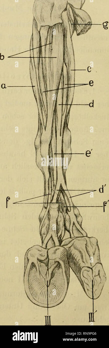 Sehnen der hand hi-res stock photography and images - Alamy