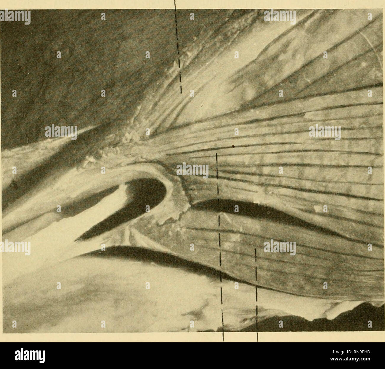 . Anatomische Hefte. 546 F. HEIDERICH, seine Muskelbündel, die die ...