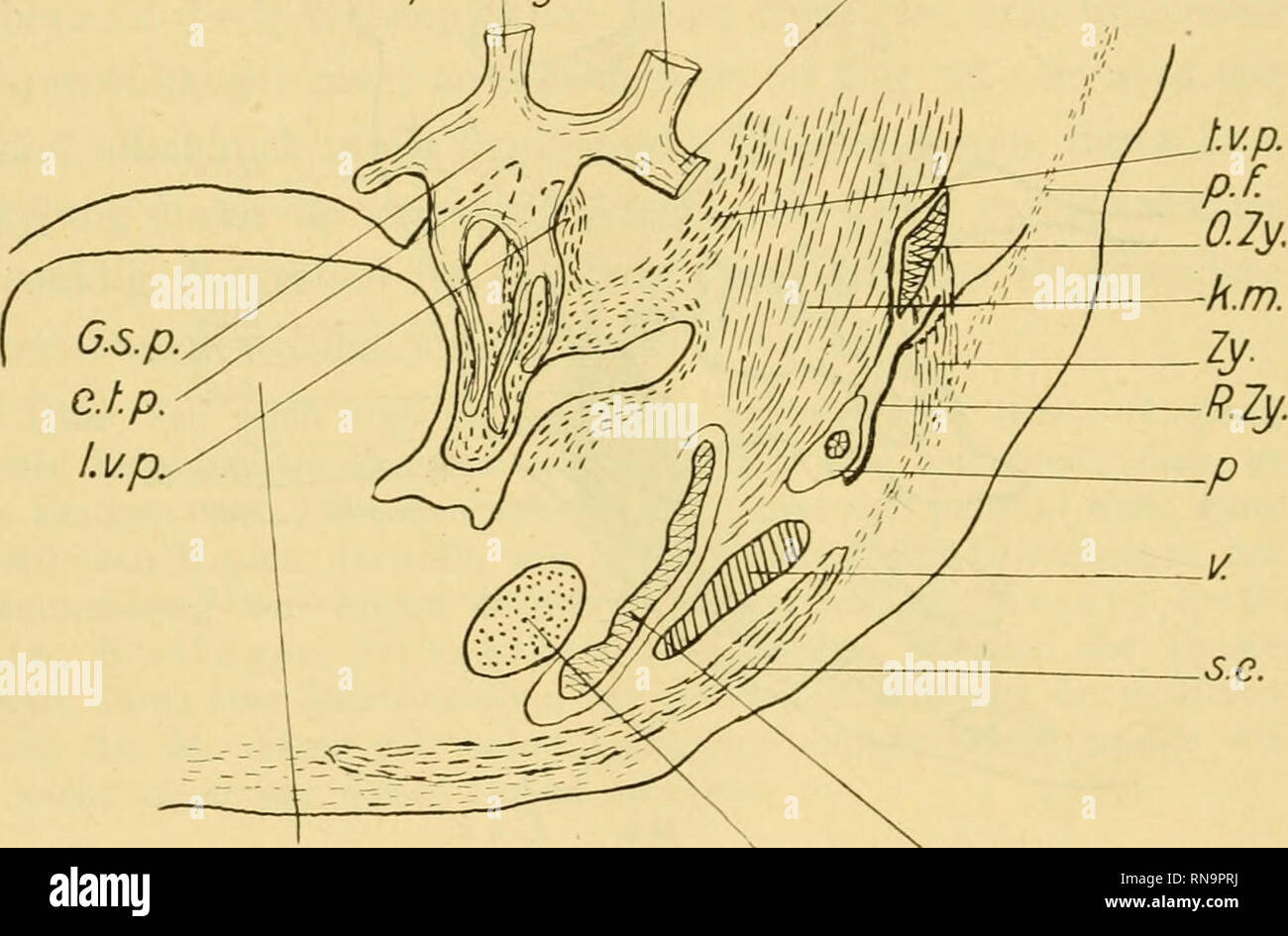 Os Zygomaticum High Resolution Stock Photography and Images - Alamy