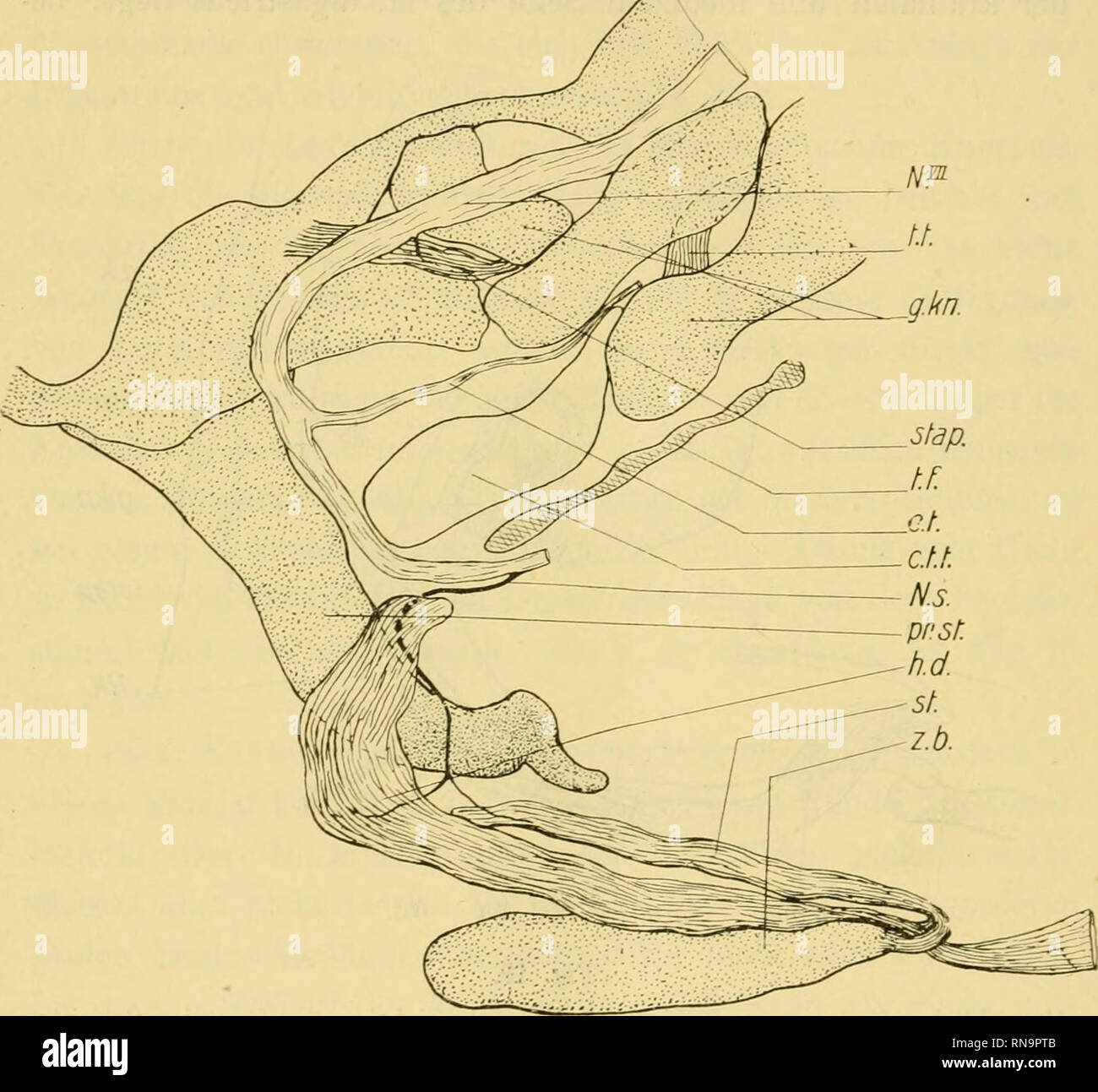 Menschlicher embryo hi-res stock photography and images - Alamy