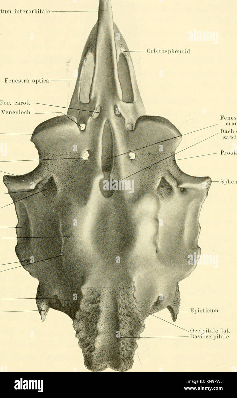. Anatomische Hefte. Über einige Besonderheiten a. Primordialcraniiim v ...