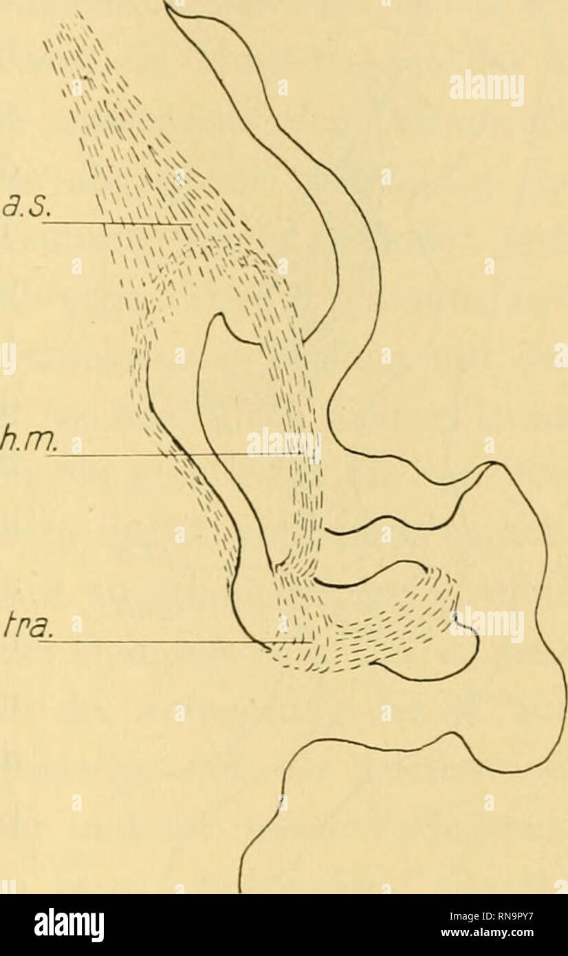 Ohrmuskulatur hi-res stock photography and images - Alamy