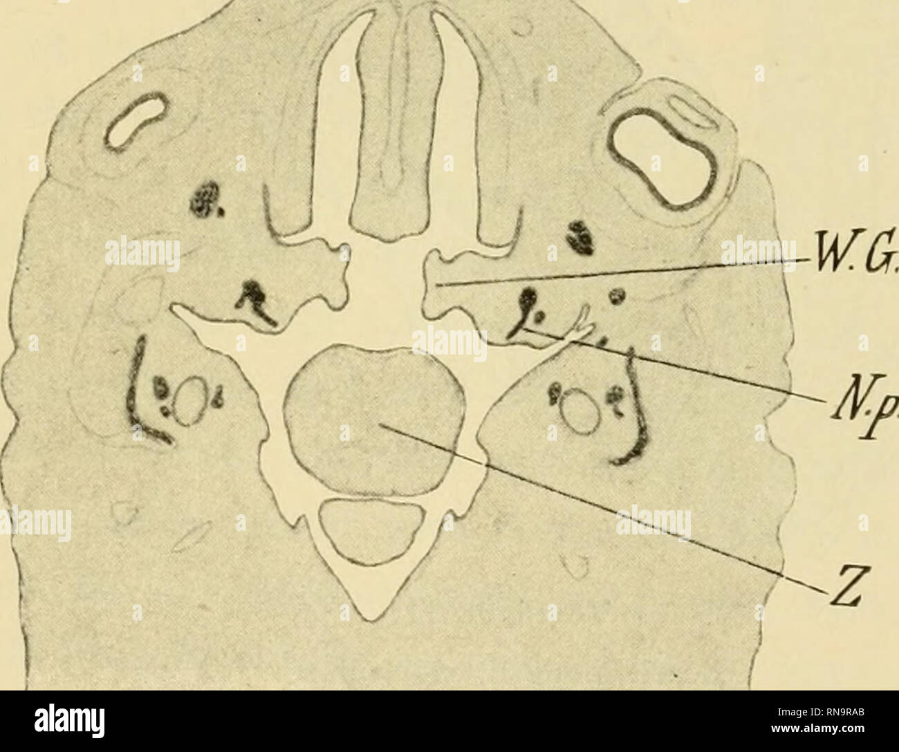 Anatomische platten hi-res stock photography and images - Alamy