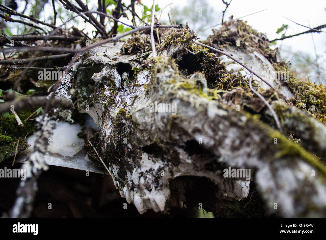 Moose teeth hi-res stock photography and images - Alamy