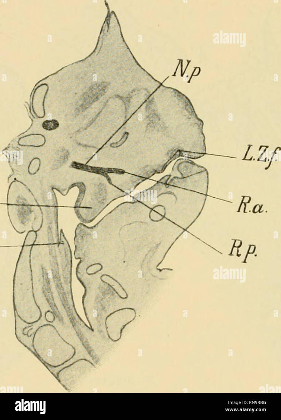 . Anatomische Hefte. 260 ANNAIPÖLZL, Der Nervus palatinus strahlt in ...