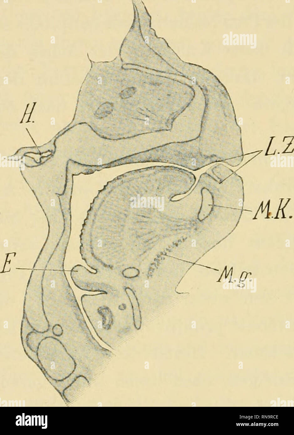 Anatomische modelle hi-res stock photography and images - Alamy