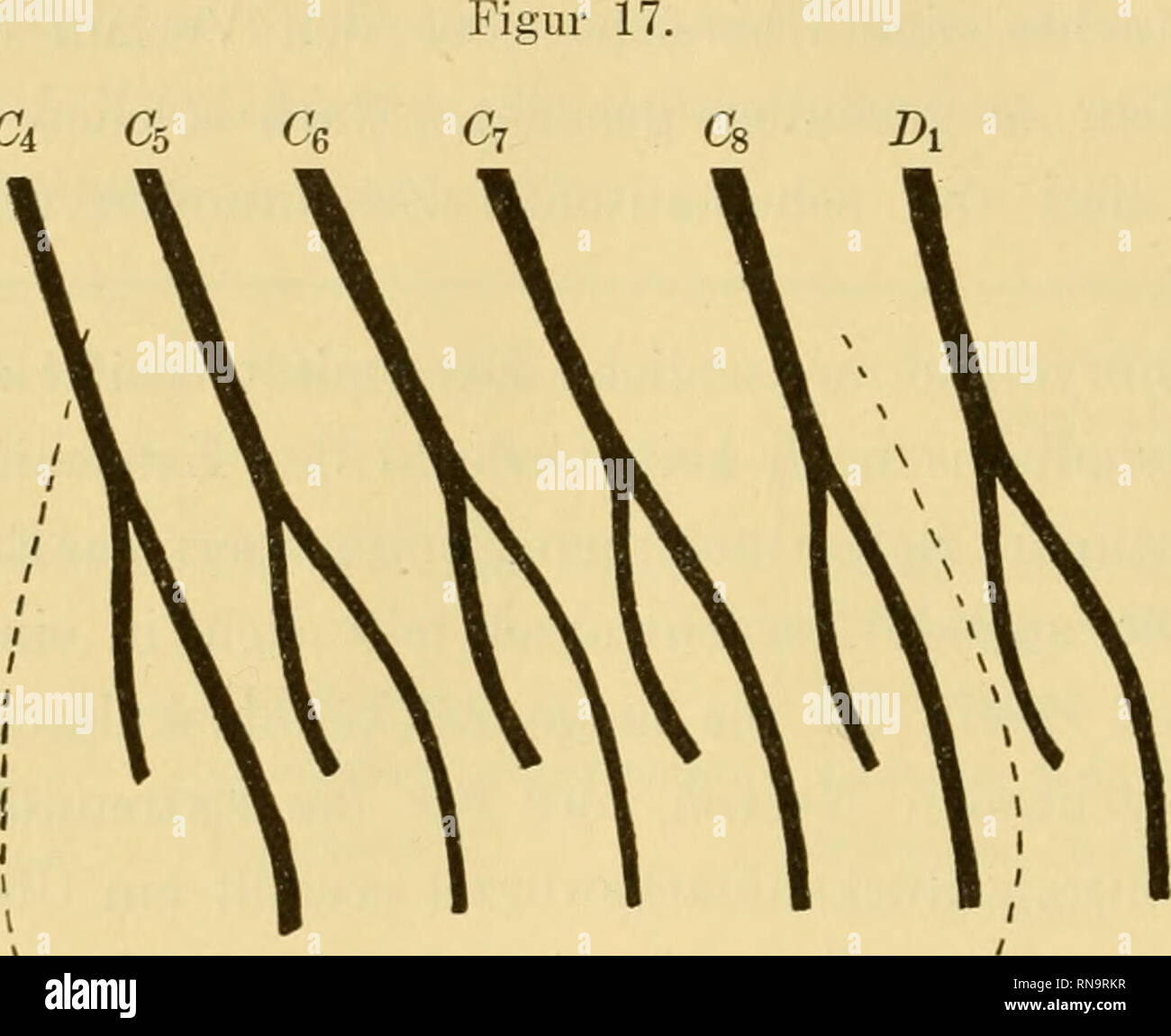 . Anatomische Hefte. 136 ERNST GRÄFENBERG, Die Bildung des embryonalen ...