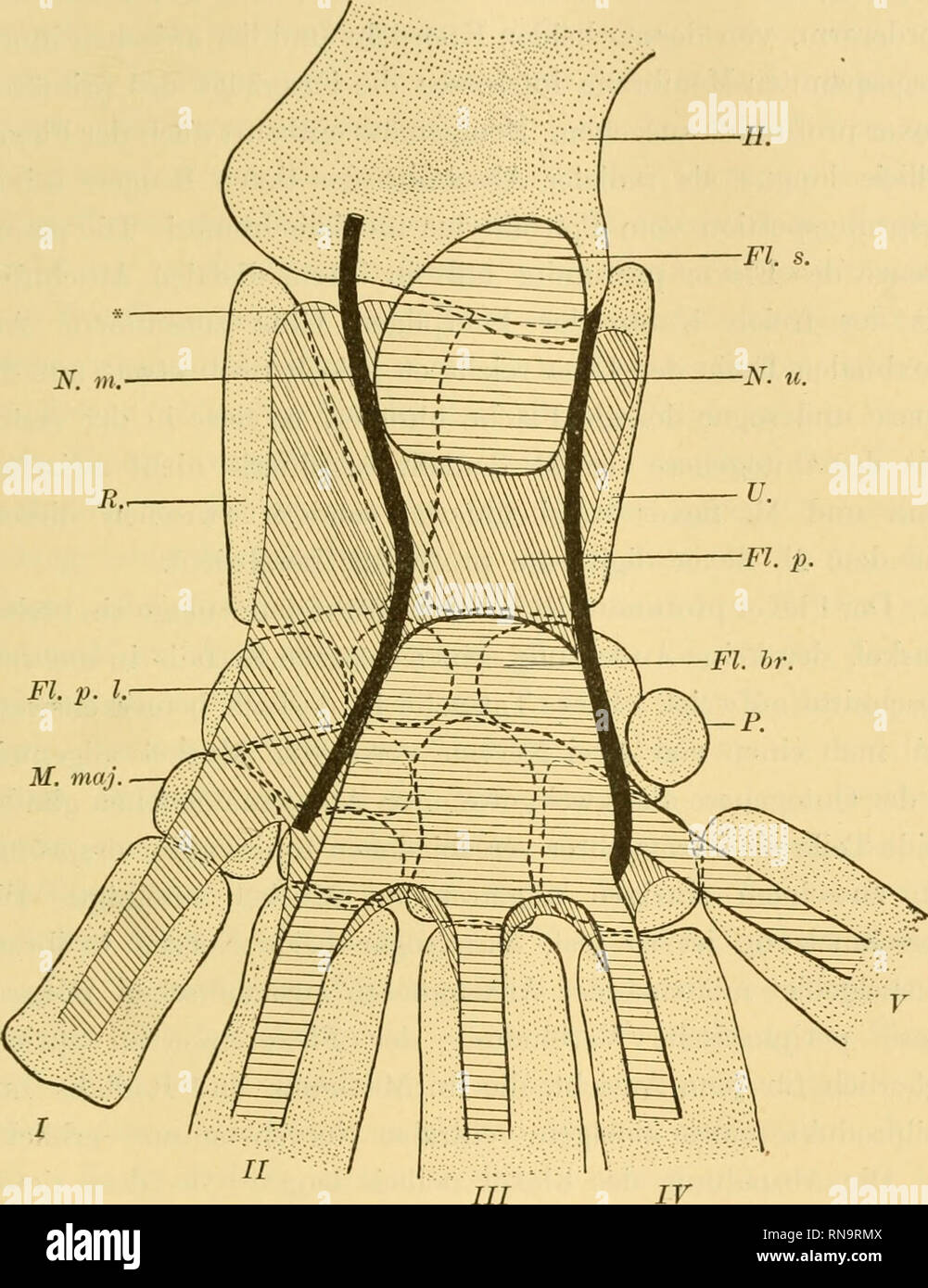 . Anatomische Hefte. Die Enlwicklunc; der Knochen. 109 Figur 14. N. in ...