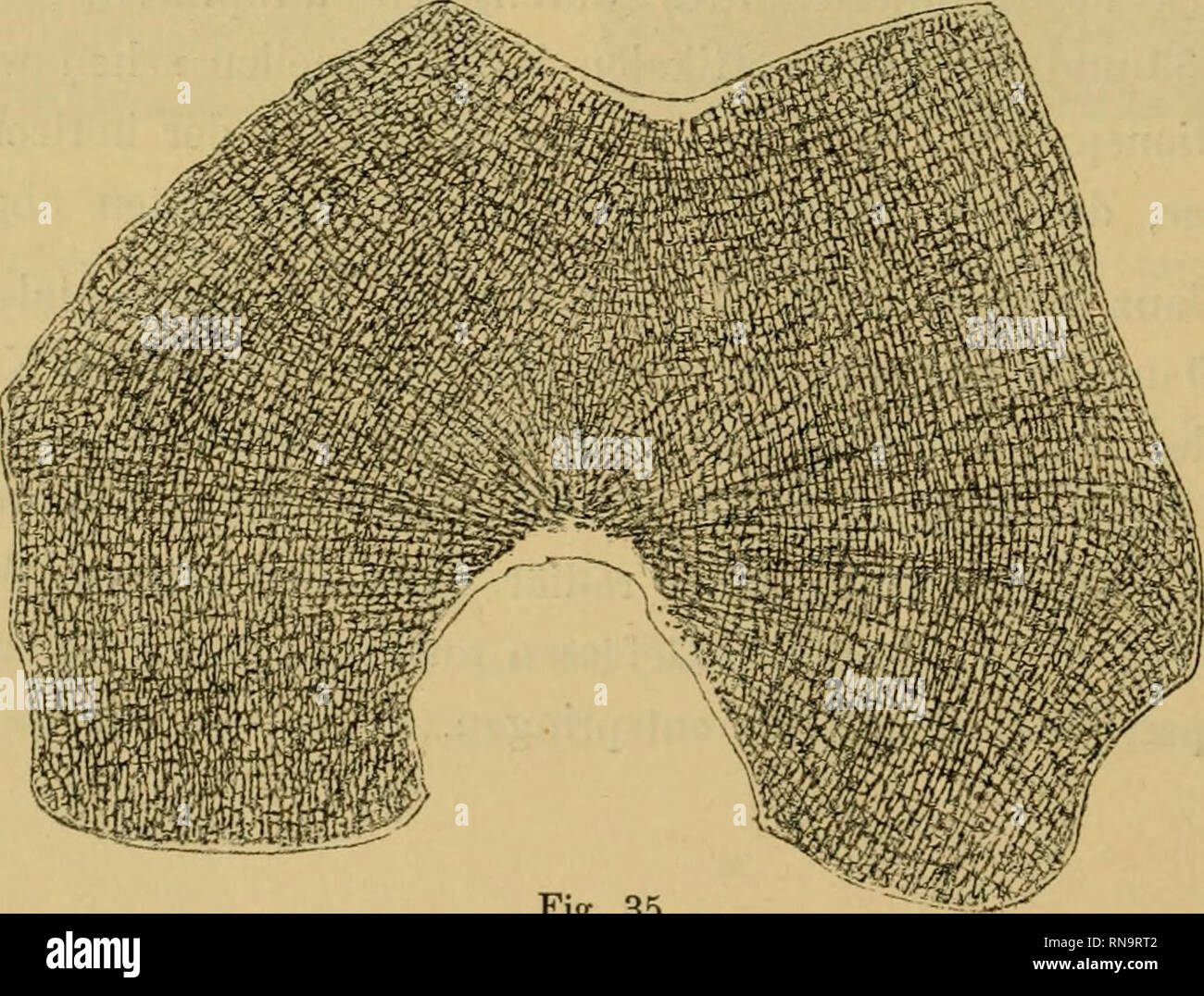 Querschnitt femur hi-res stock photography and images - Alamy