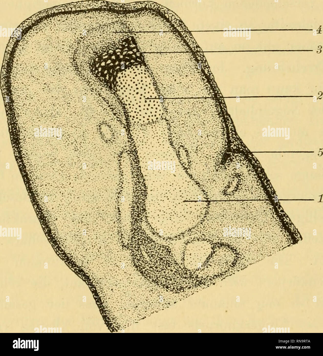 . Anatomische Hefte. 60 ERNST GRAFENBERG, erhöhen. Färbt man die ...