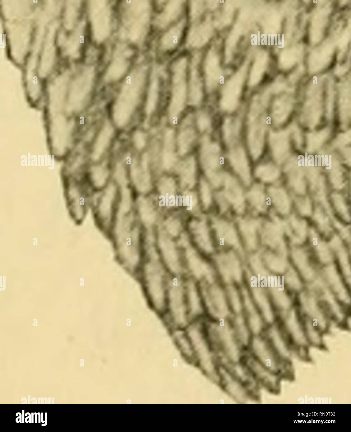 Die zotten hi-res stock photography and images - Alamy