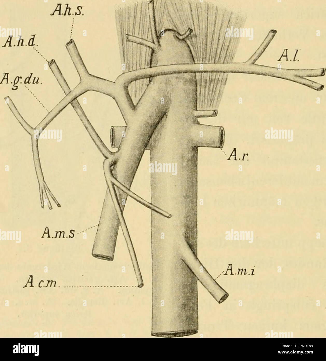 A lienalis hi-res stock photography and images - Alamy