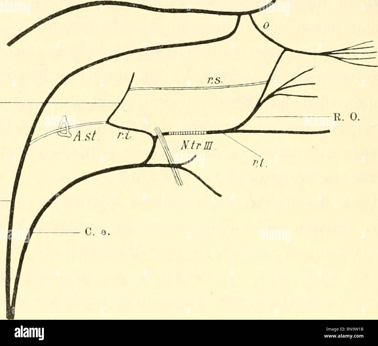 Arteria carotis interna hi-res stock photography and images - Alamy