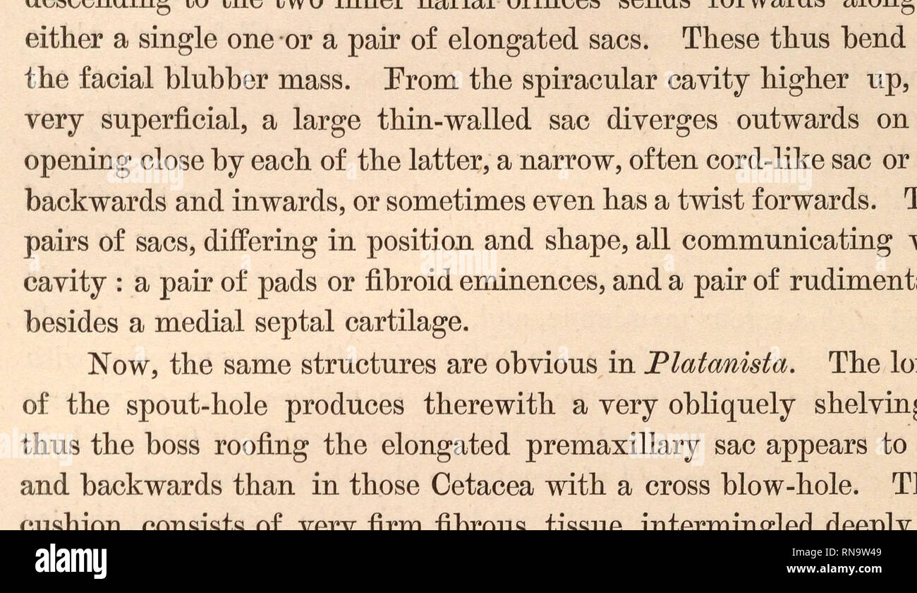 Platanista gangetica gangetica hi-res stock photography and images - Alamy