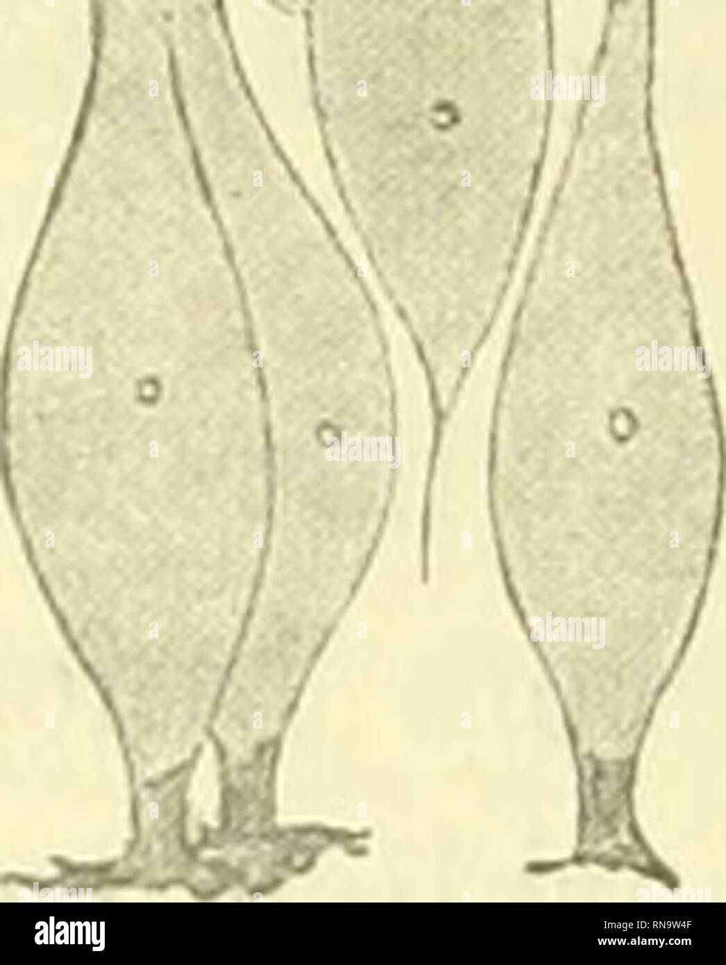 Verlauf der zapfen hi-res stock photography and images - Alamy