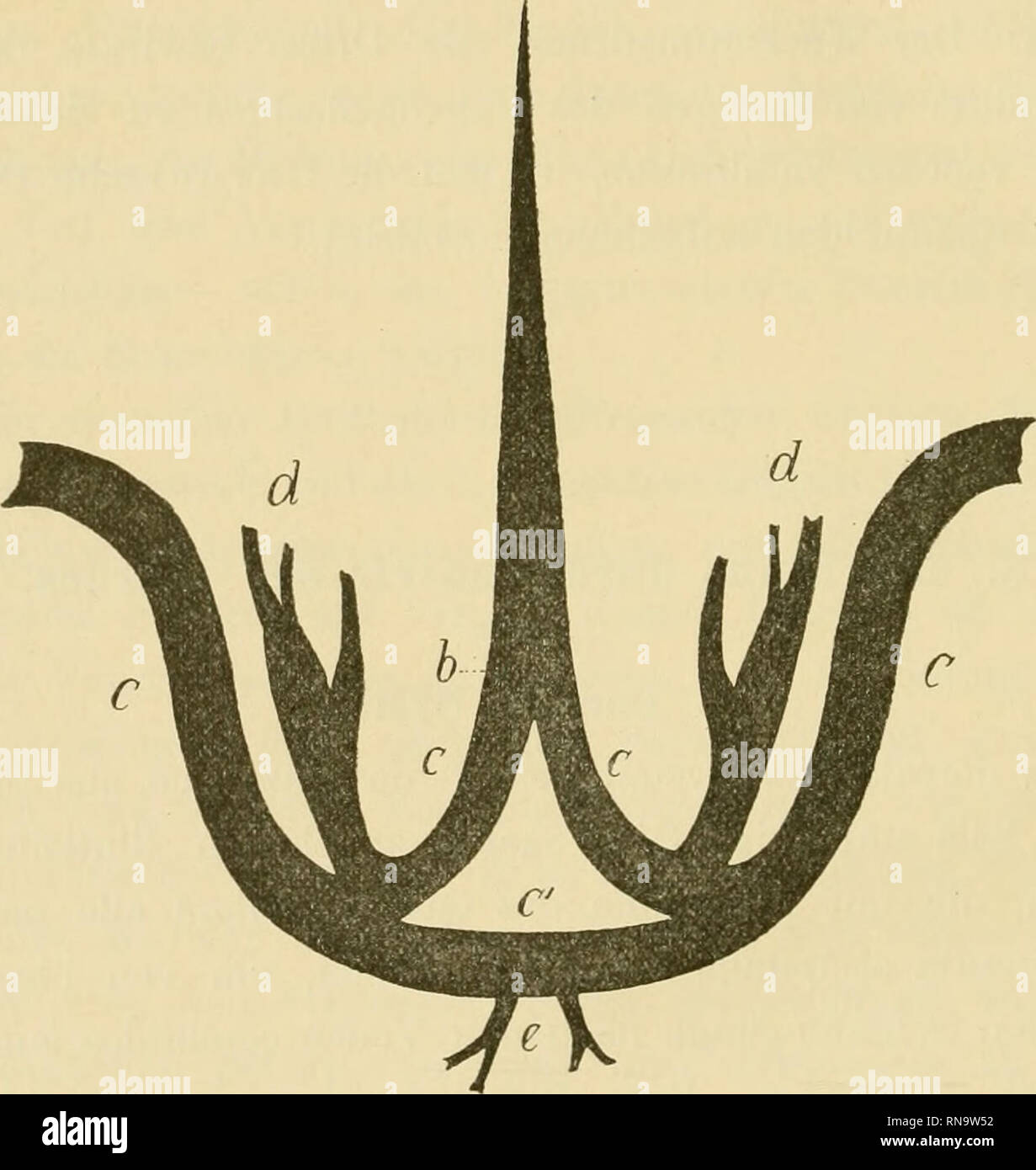 Herophilus hi-res stock photography and images - Alamy