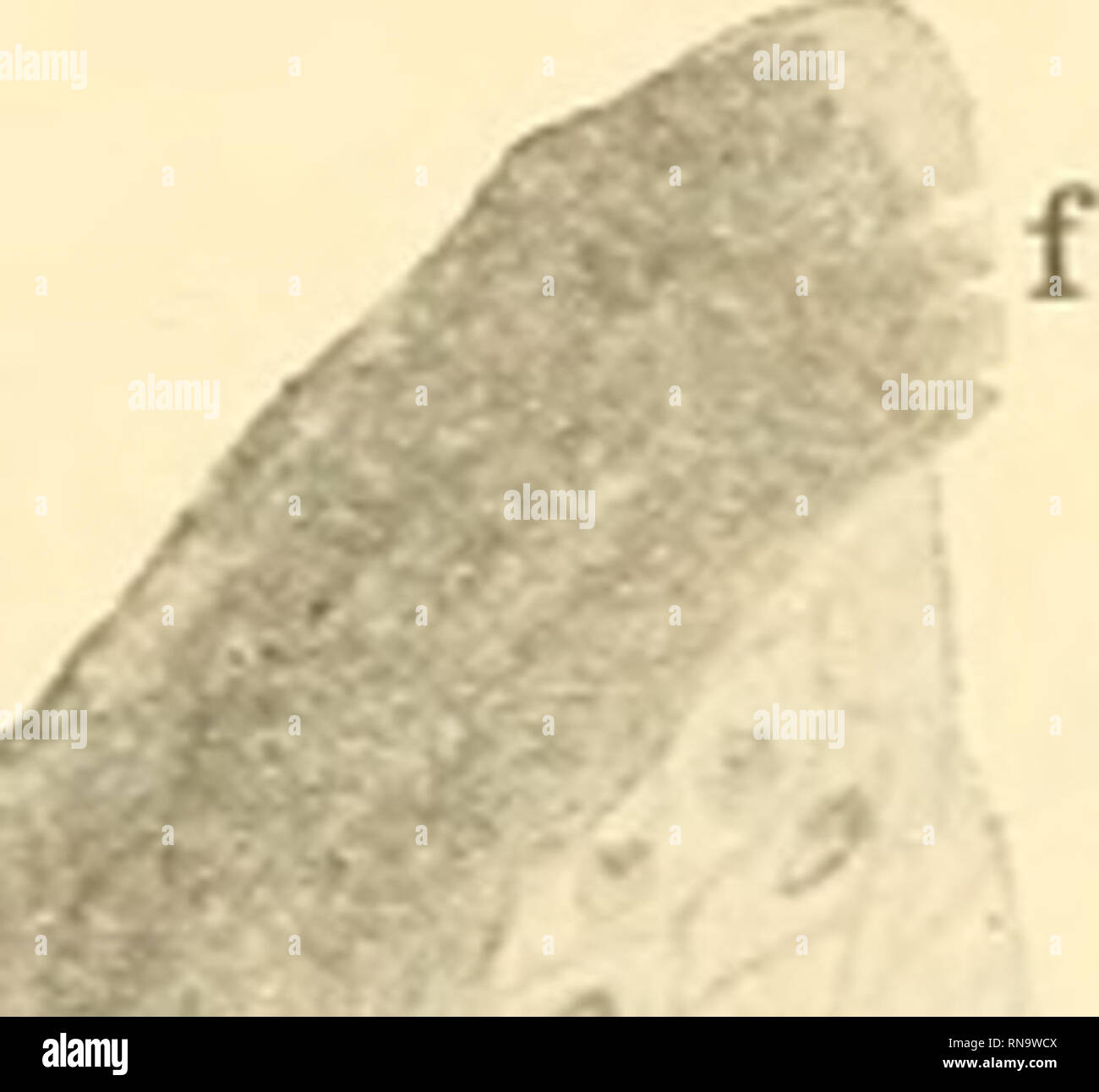 . Anatomische Hefte. Fig. 3. Die Eiliapselu auf dem Durchschnitt, au ...