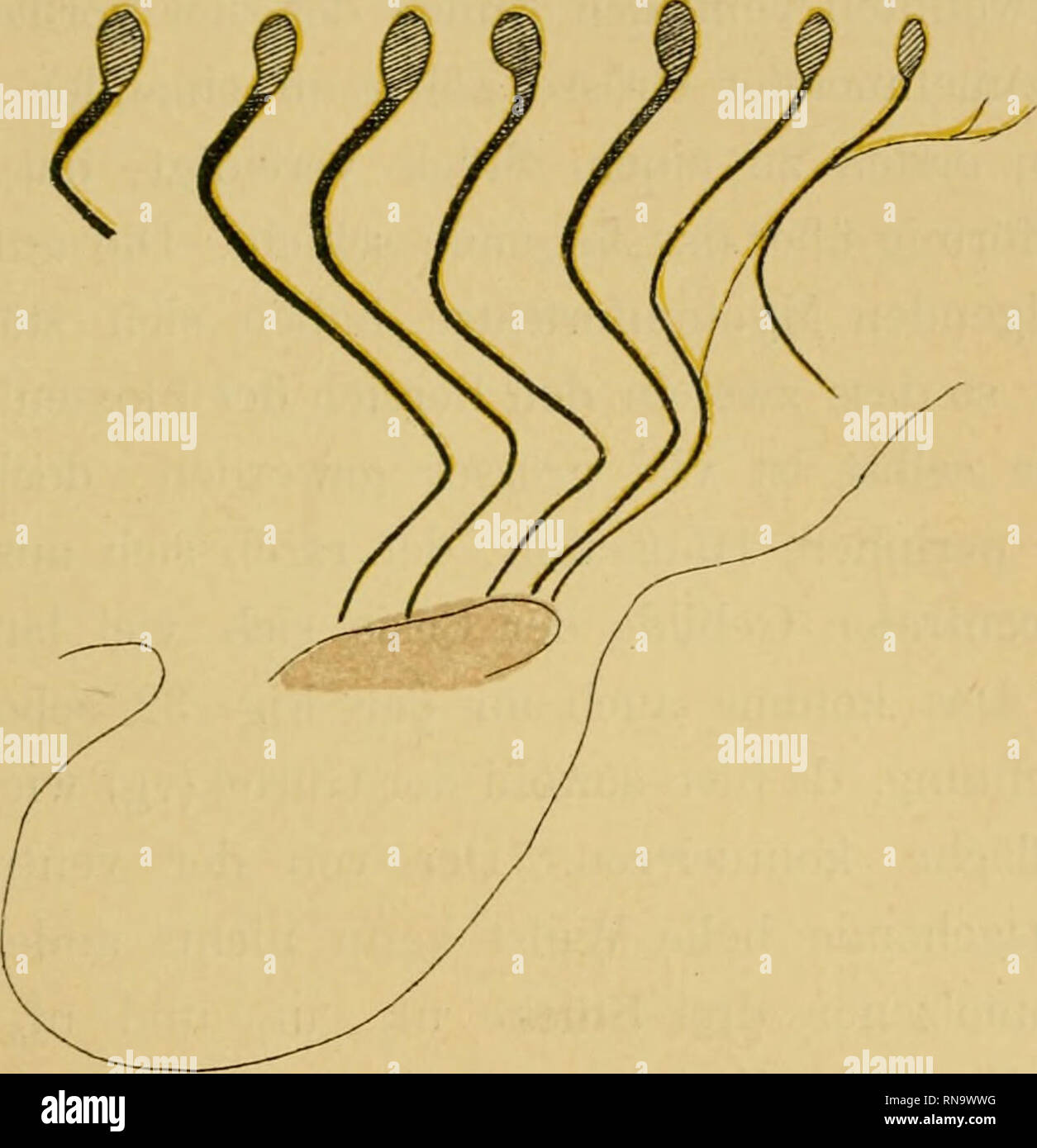 Flosse flossen hi-res stock photography and images - Alamy