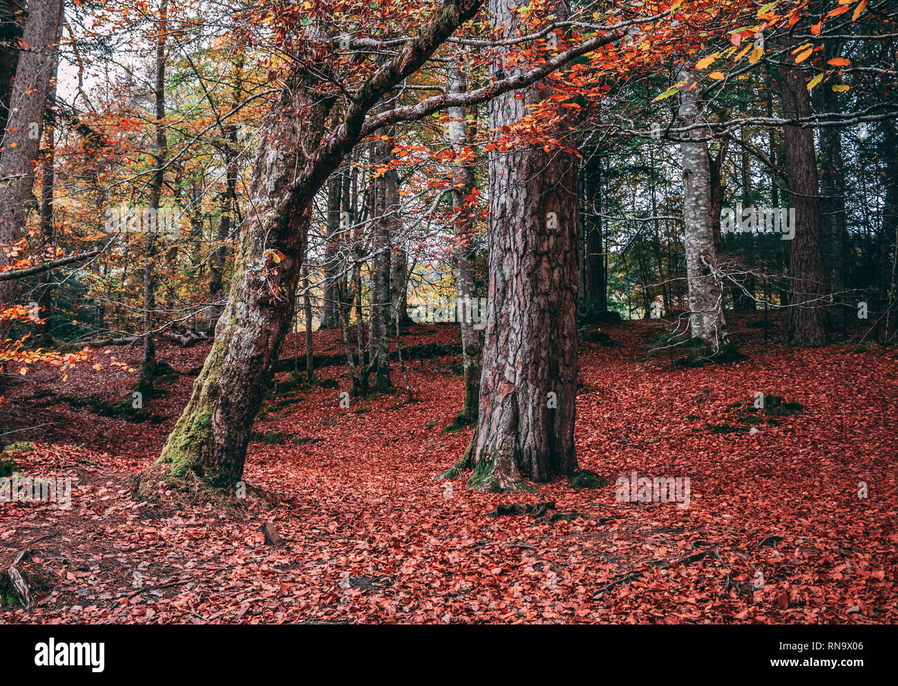 Scottish forest woods trees hi-res stock photography and images - Alamy