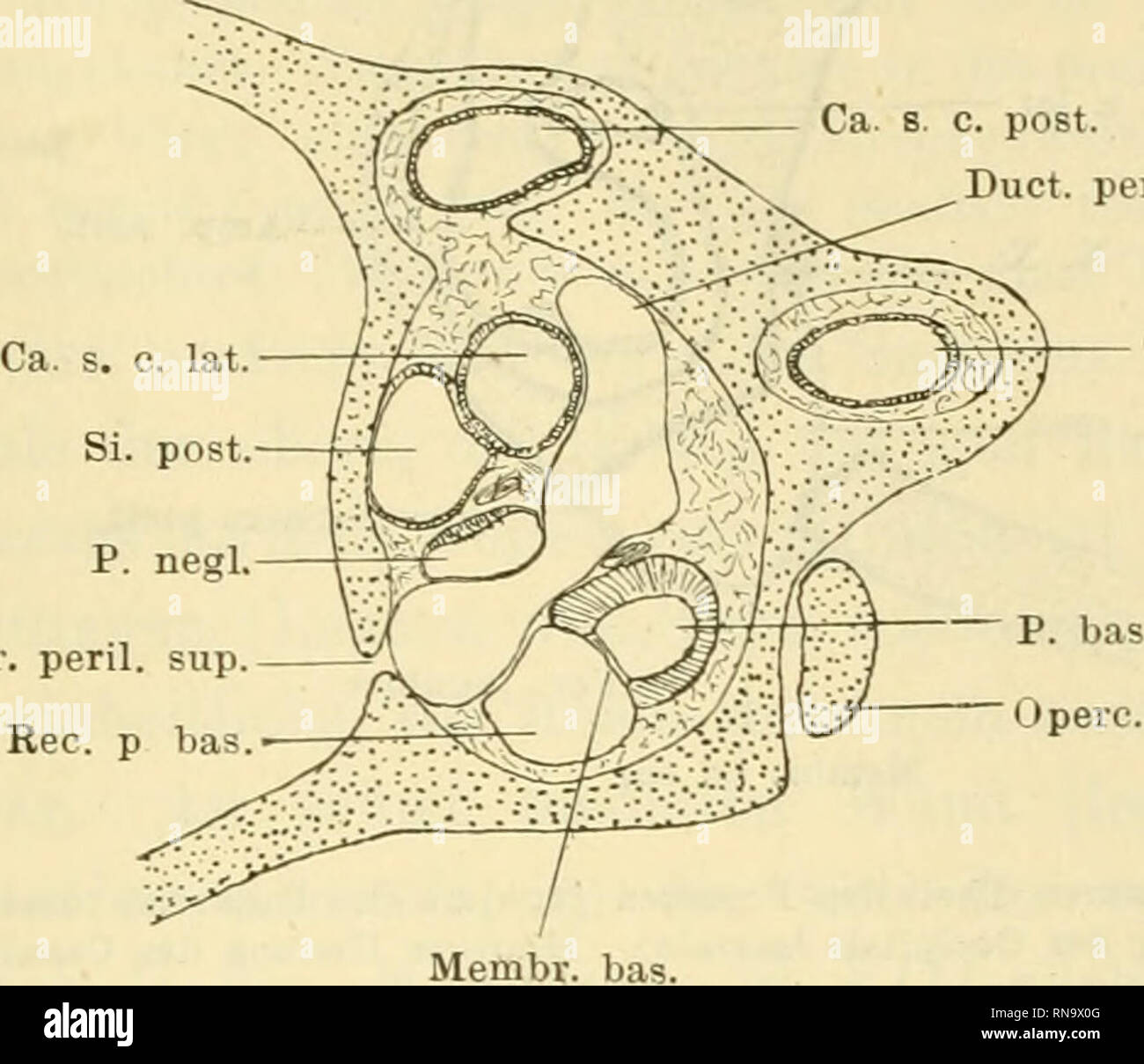 Utriculi hi-res stock photography and images - Alamy