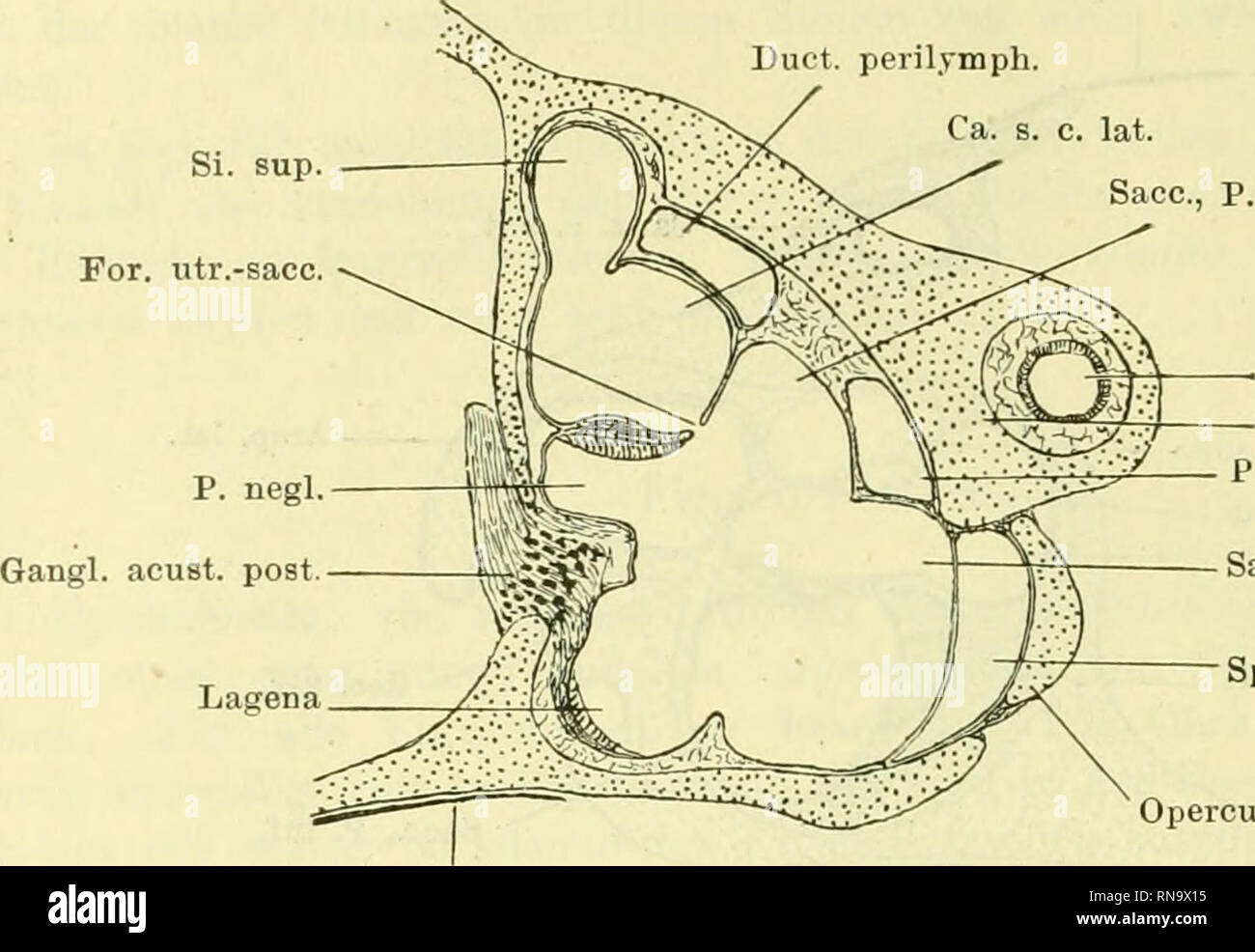Perilymph hi-res stock photography and images - Alamy
