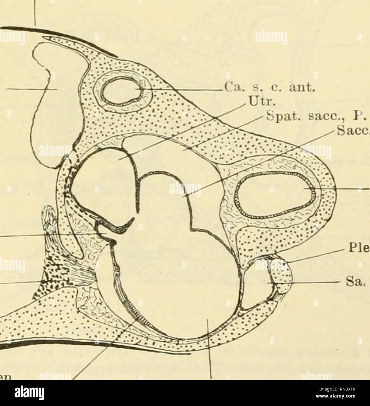Utriculi hi-res stock photography and images - Alamy