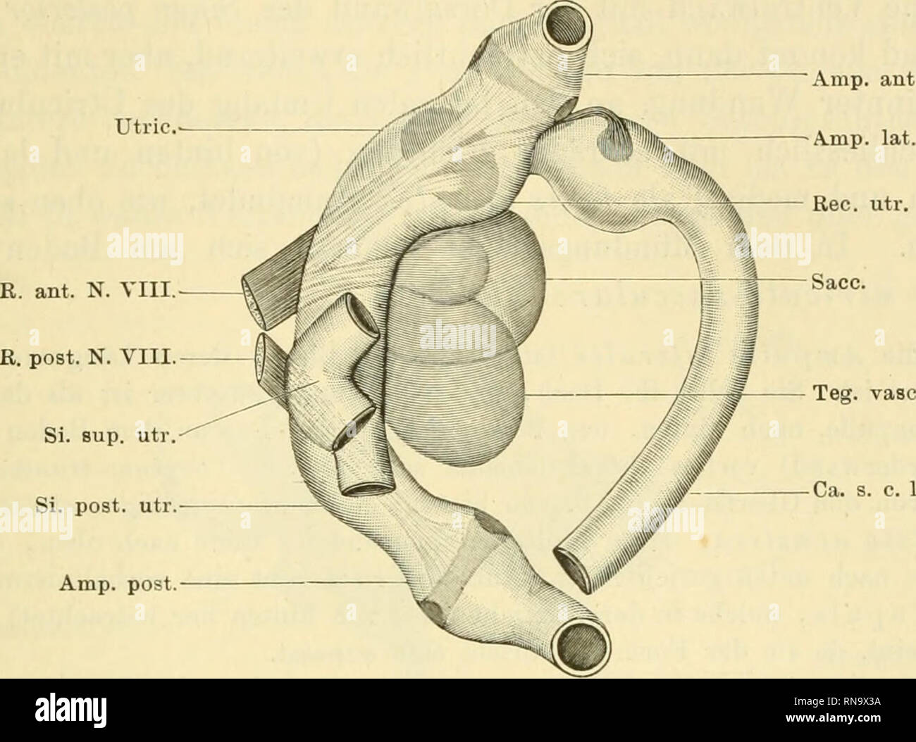 Utriculi hi-res stock photography and images - Alamy