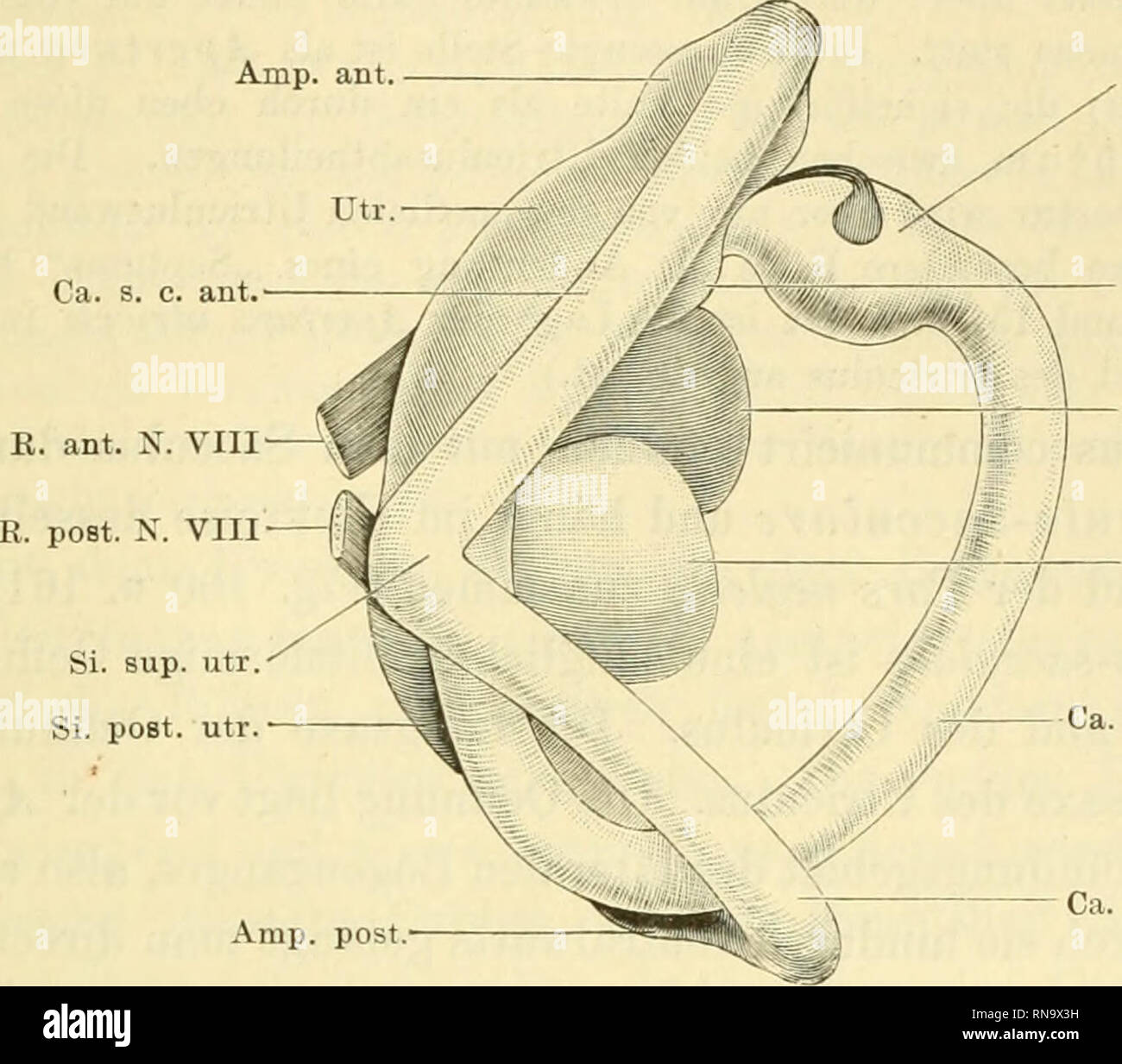 Utriculi hi-res stock photography and images - Alamy