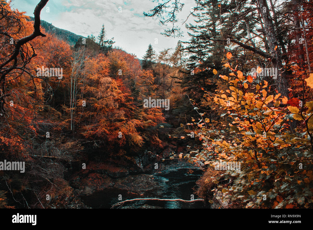 Scottish landscape with forest hi-res stock photography and images - Alamy