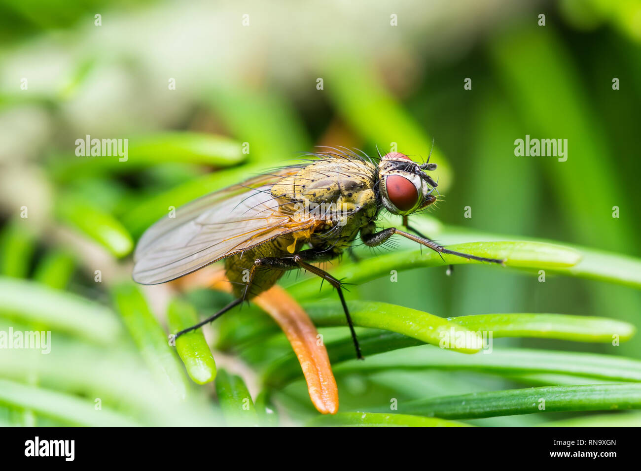 Exotic Drosophila Fruit Fly Diptera Insect on Green Fir Stock Photo - Alamy