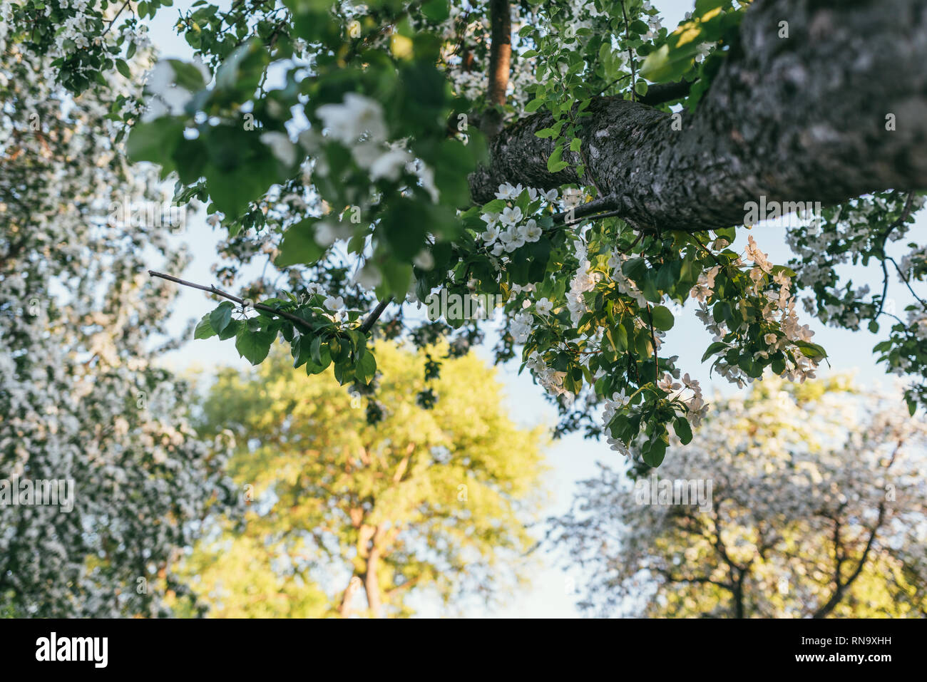 Bottom up view white flower hi-res stock photography and images - Alamy