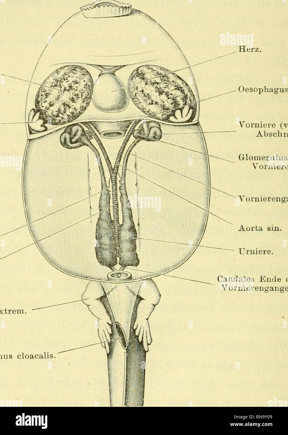 . Anatomie des Frosches. Frogs; Amphibians. 228 Apparatus urogenitalis ...