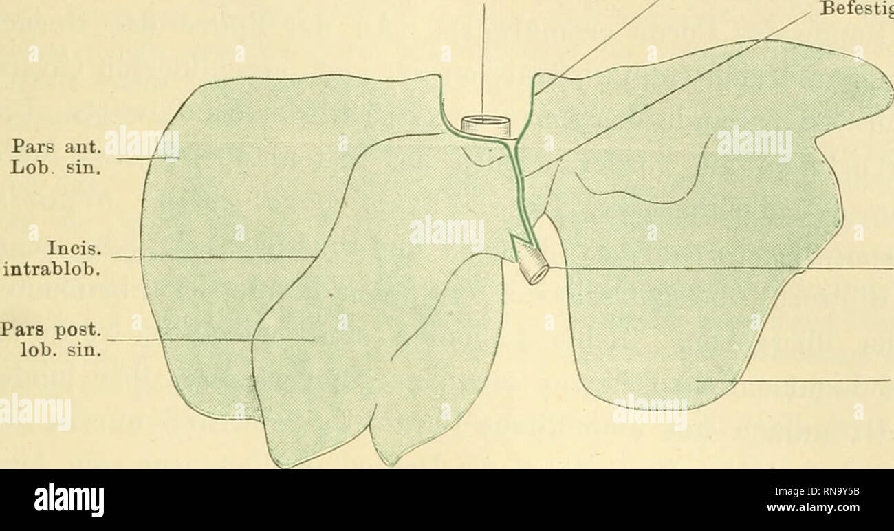 . Anatomie des Frosches. Frogs; Amphibians. Leber; Verhalten zum ...