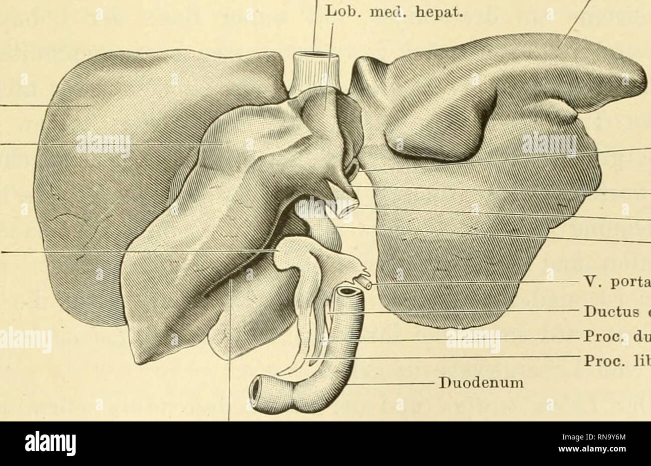 . Anatomie des Frosches. Frogs; Amphibians. Ves. fellea Lob. desc. hep ...