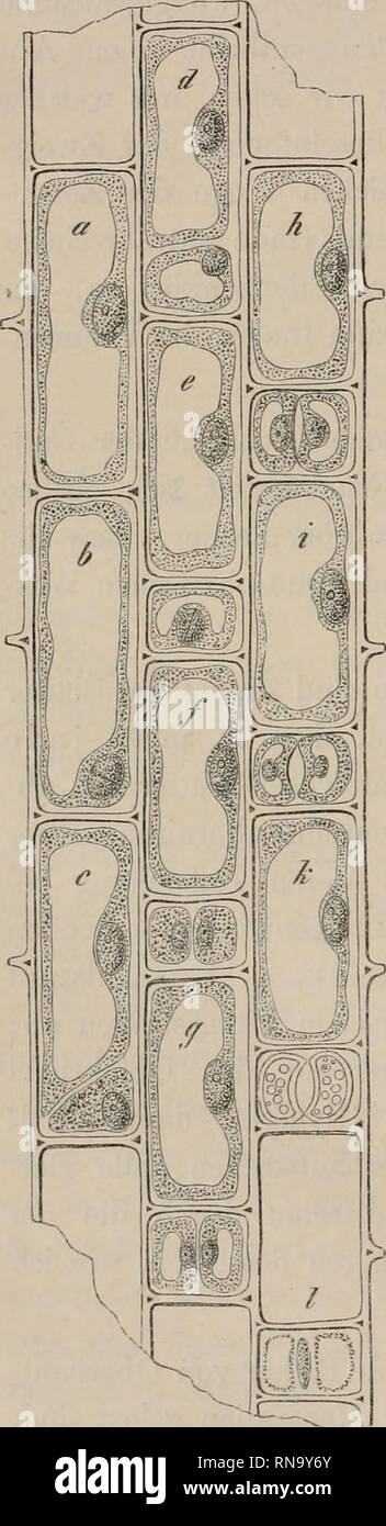 Anatomie basis hi-res stock photography and images - Alamy