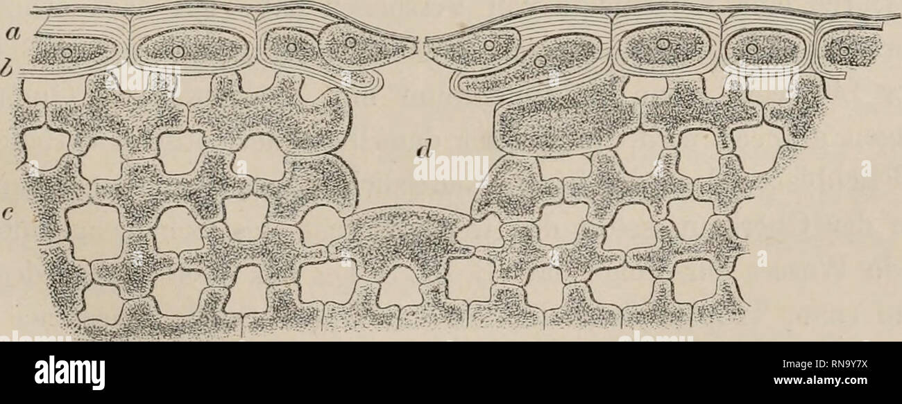 Zellgewebe High Resolution Stock Photography and Images - Alamy