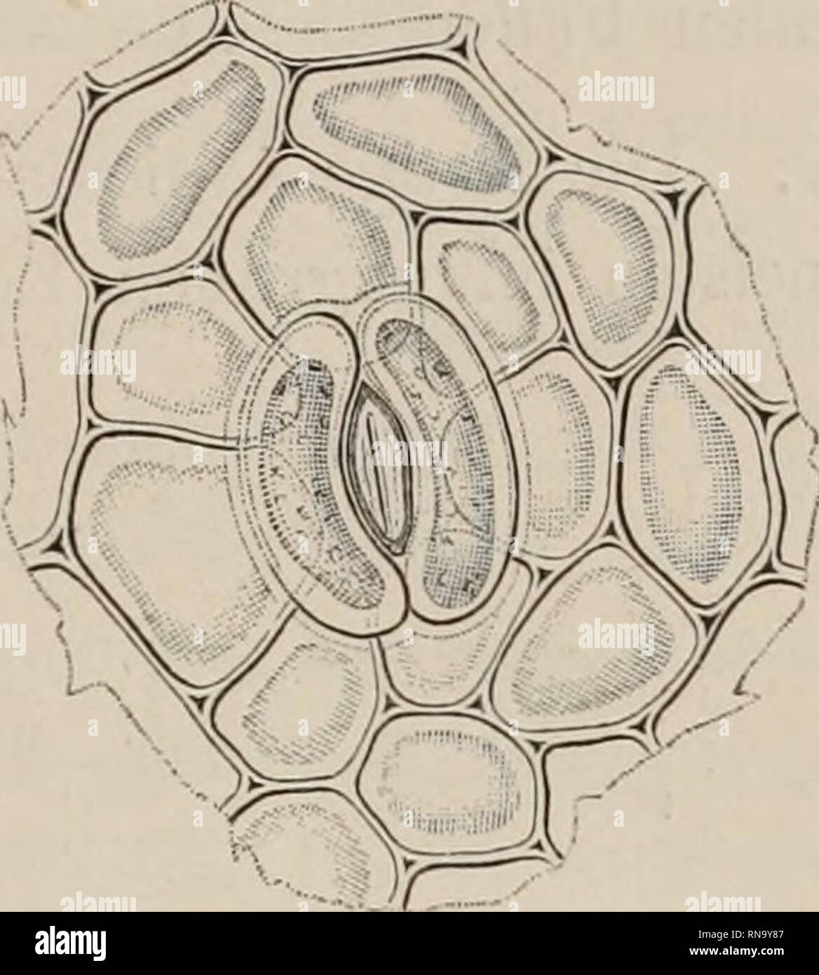 Zellgewebe High Resolution Stock Photography and Images - Alamy